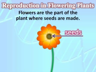 Plant_Structures_and_Flower_Reproduction_PPT.pptx