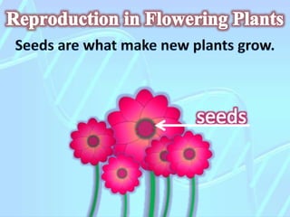 Plant_Structures_and_Flower_Reproduction_PPT.pptx