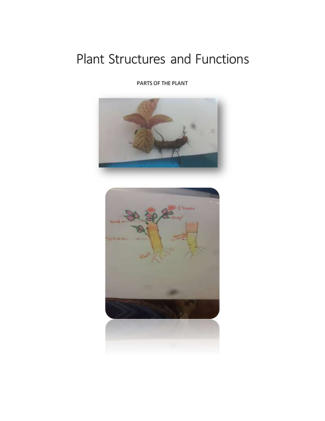 Plant structures and functions assigments | PDF