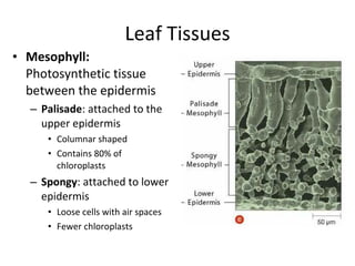 Plant Structures | PPT