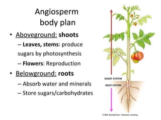 Plant Structures | PPT