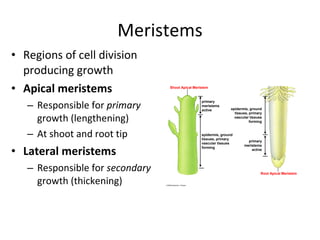 Plant Structures | PPT