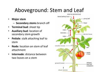 Plant Structures | PPT