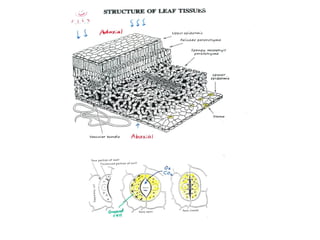 plant structure education slides file.pdf | Gardening | Home & Garden