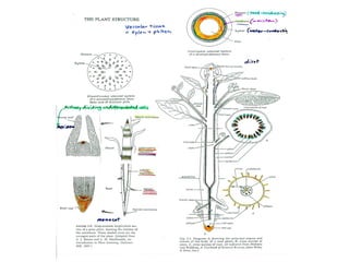 plant structure education slides file.pdf | Gardening | Home & Garden