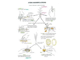 plant structure education slides file.pdf | Gardening | Home & Garden