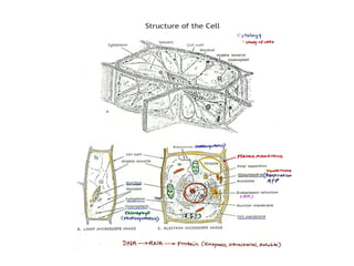 plant structure education slides file.pdf | Gardening | Home & Garden