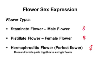 plant structure education slides file.pdf | Gardening | Home & Garden