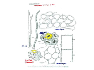 plant structure education slides file.pdf | Gardening | Home & Garden