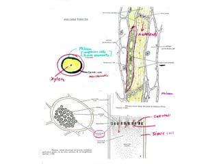 plant structure education slides file.pdf | Gardening | Home & Garden