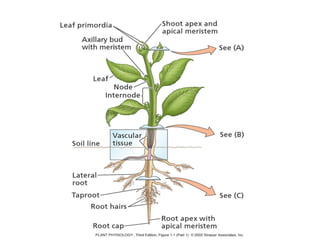 plant structure education slides file.pdf | Gardening | Home & Garden