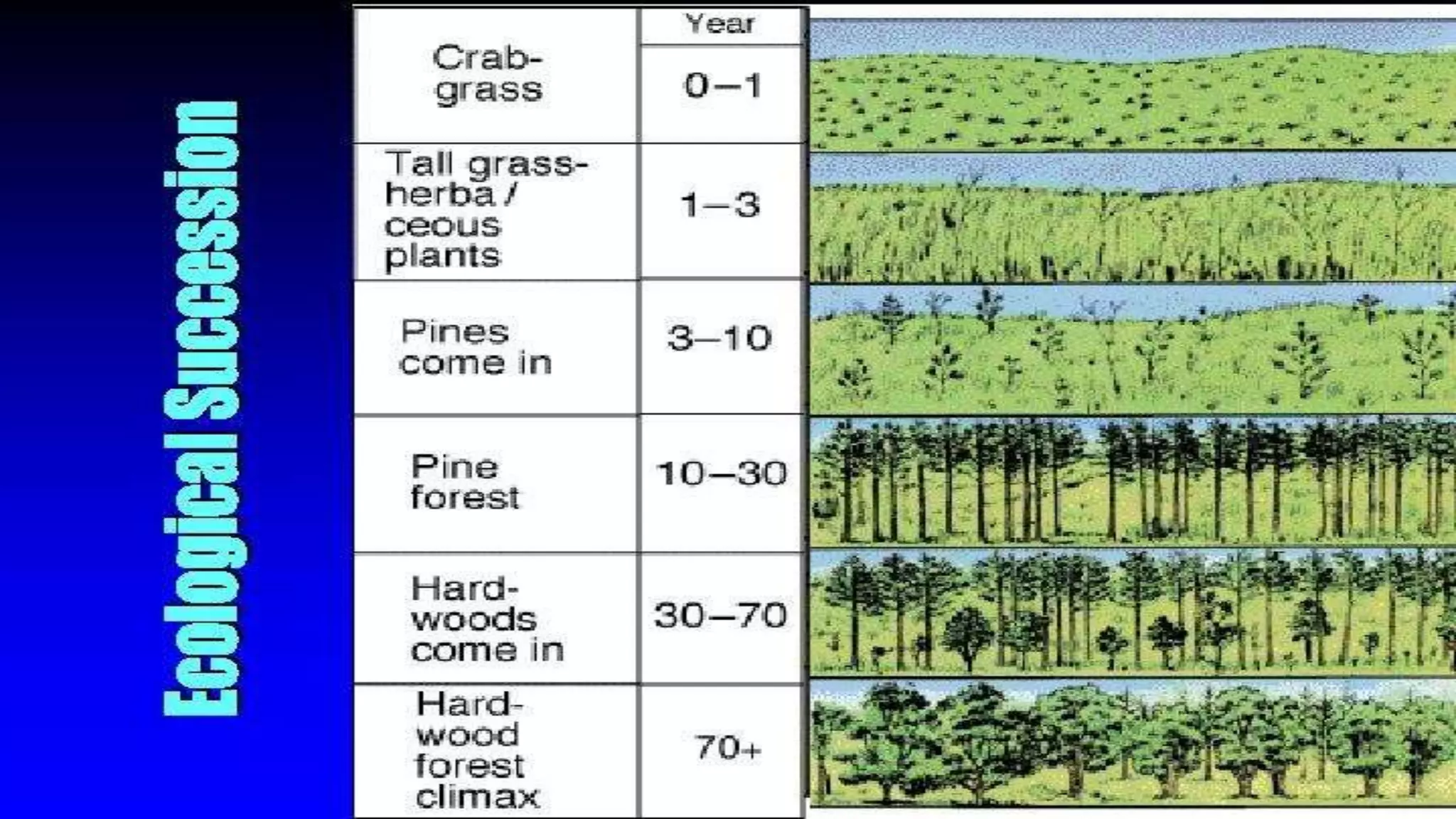 Plant succession | PPTX