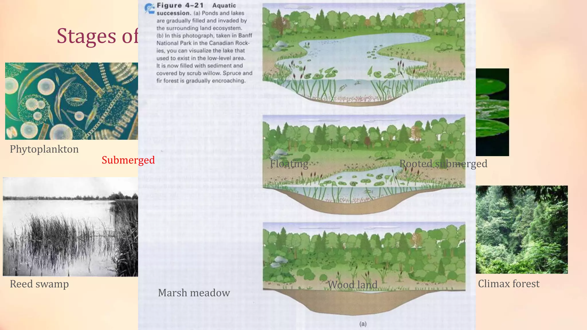 Plant succession & Competition. | PPTX
