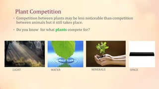 Plant succession & Competition. | PPTX