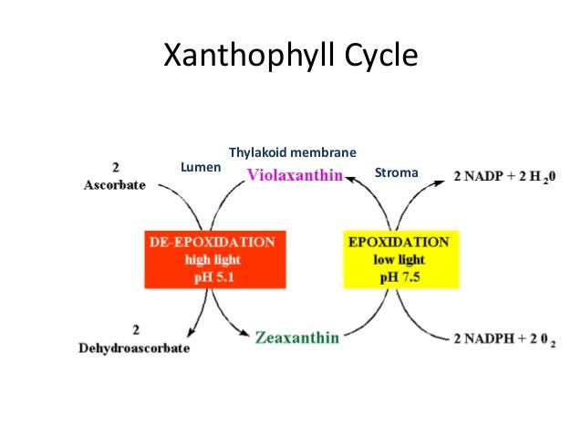 Xanthophyll Cycle Xanthophyll - Wikipedia
