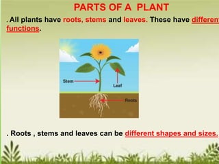 Plants unit 3 | PPTX