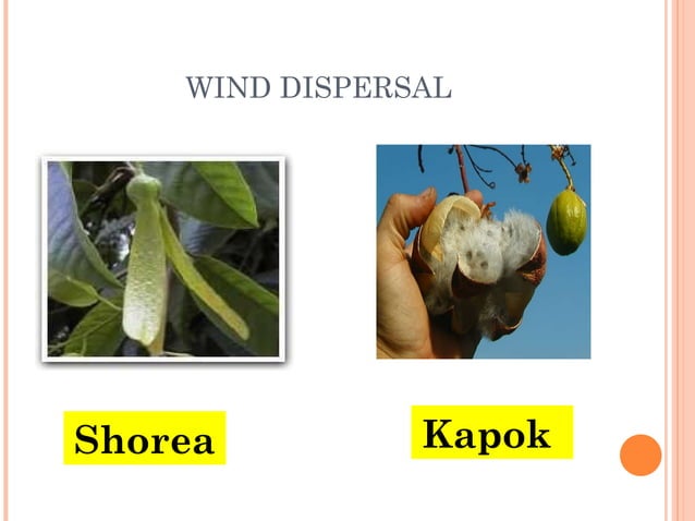 Plant Survival | PPT