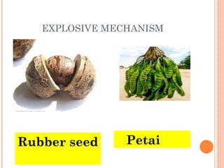 Plant Survival | PPT