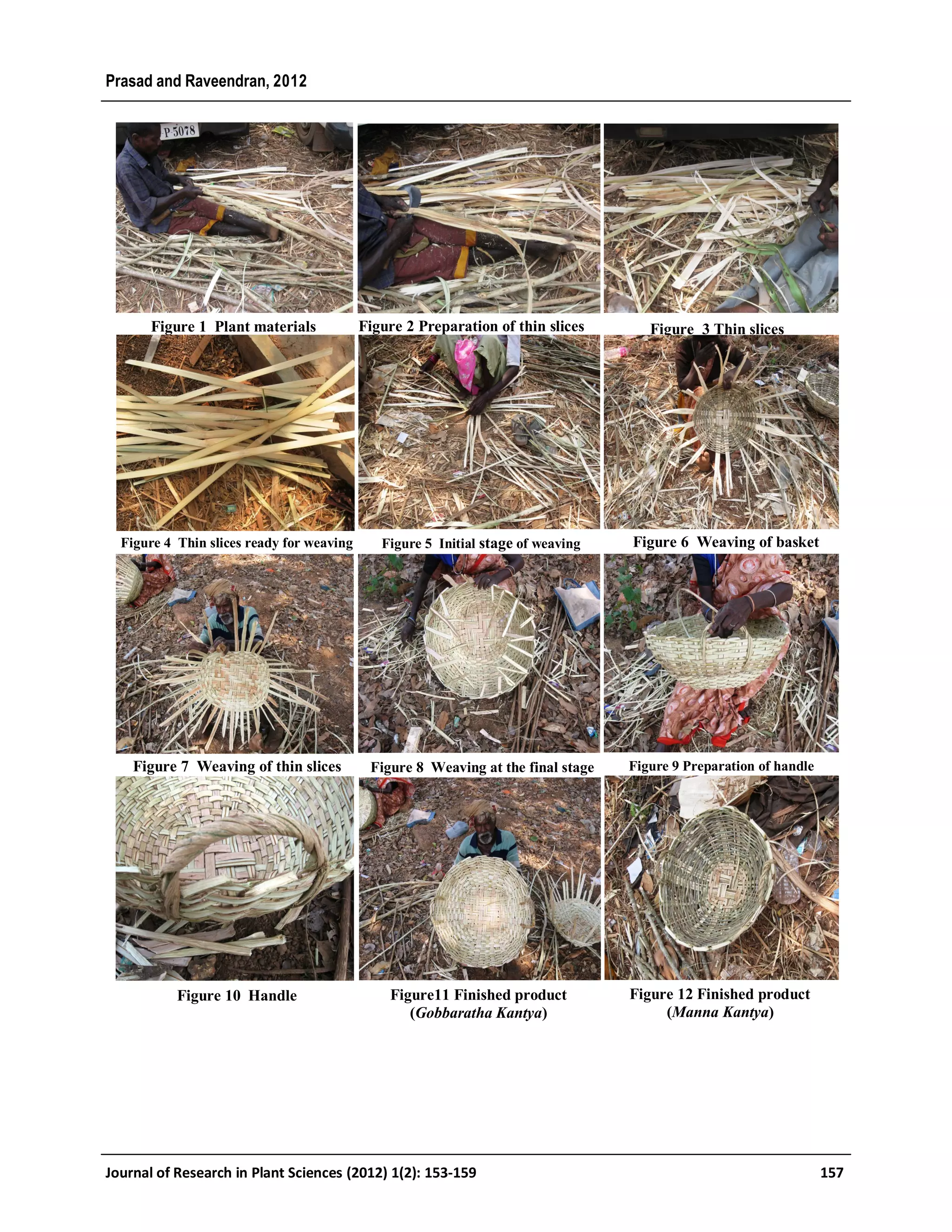 Plants used for basketry in kasaragod district, kerala | PDF
