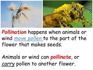 Plants use flowers or cones to reproduce | PPT
