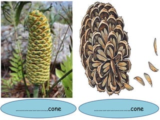 Plants use flowers or cones to reproduce | PPT