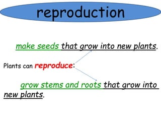 Plants use flowers or cones to reproduce | PPT