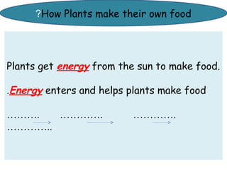 Plants use leaves to make food | PPT