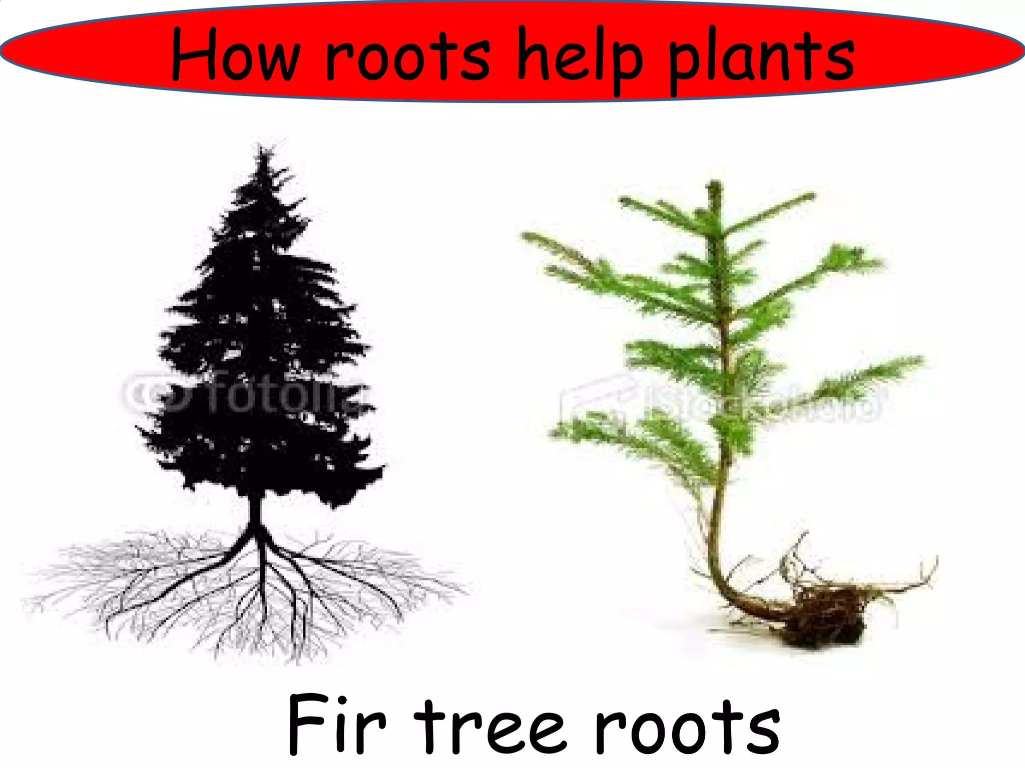 Plants use roots and stems | PPT