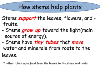 Plants use roots and stems | PPT