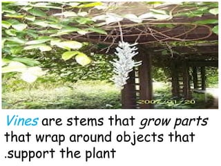 Plants use roots and stems | PPT