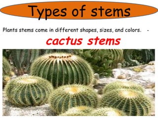 Plants use roots and stems | PPT