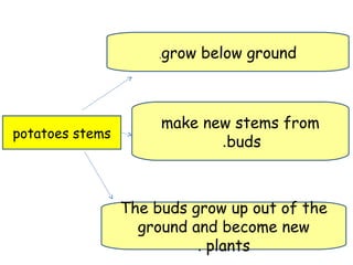 Plants use roots and stems | PPT