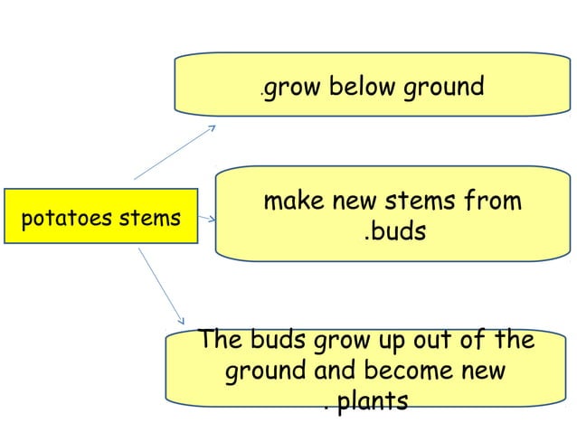 Plants use roots and stems | PPT