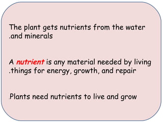 Plants use roots and stems | PPT