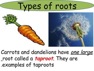 Plants use roots and stems | PPT