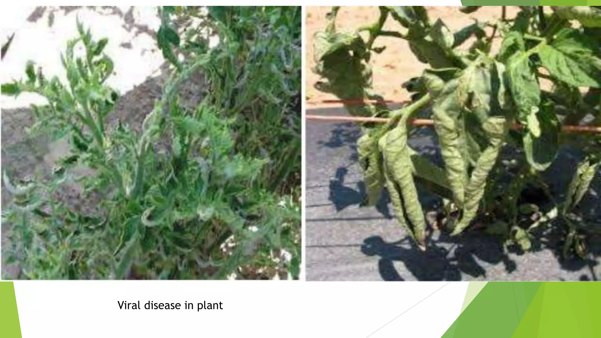 Plants viruses | PPTX