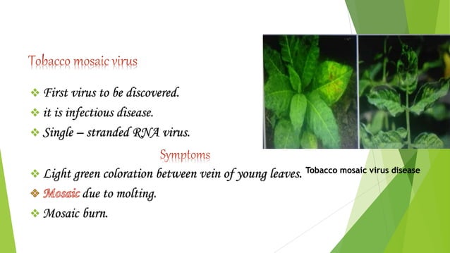 Plants viruses | PPT
