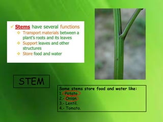 Plants- Vocabulary for 4 grade | PPT