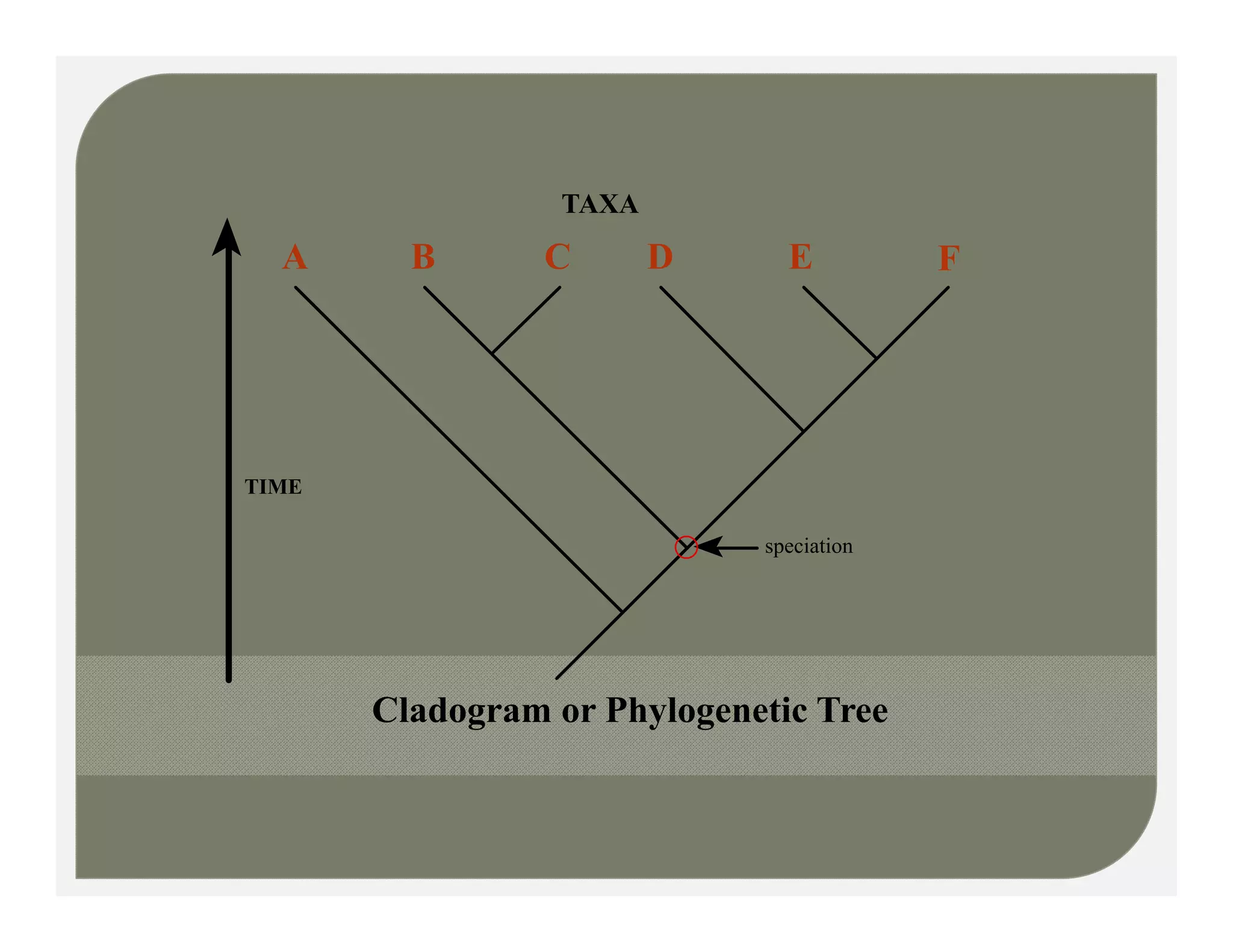 Plant systematics | PDF