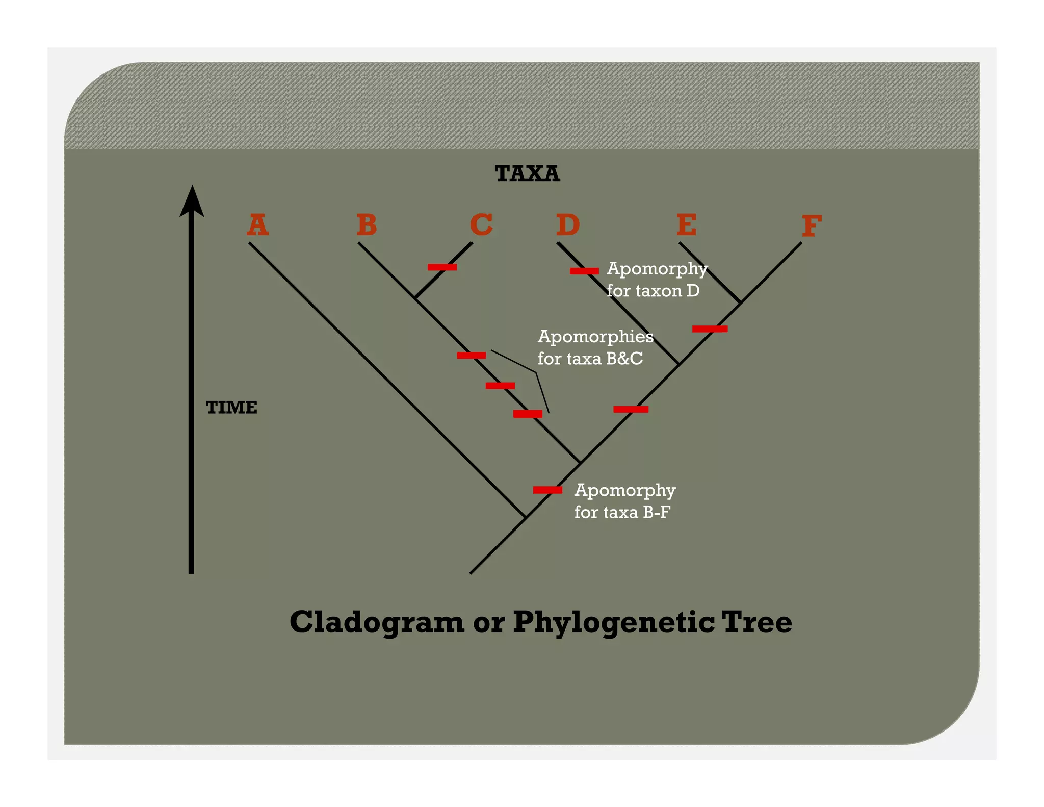 Plant systematics | PDF