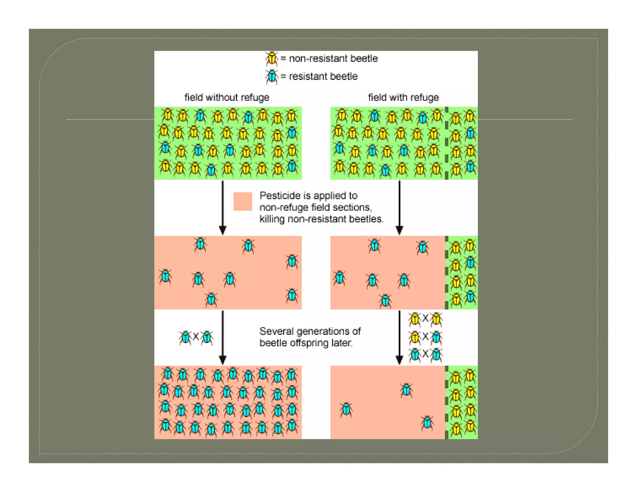 Plant systematics | PDF