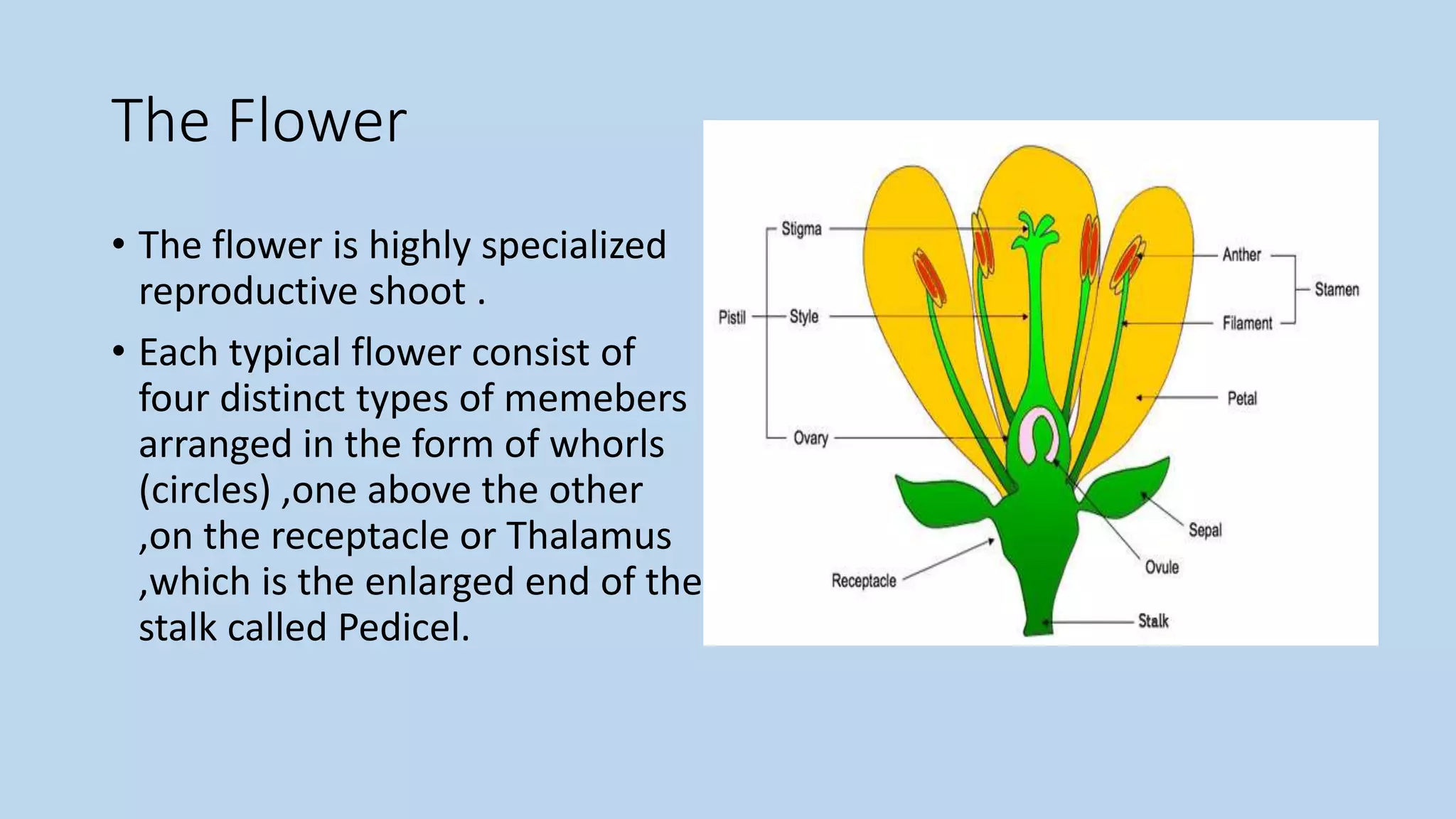 PLANT SYSTEMATICS.pptx