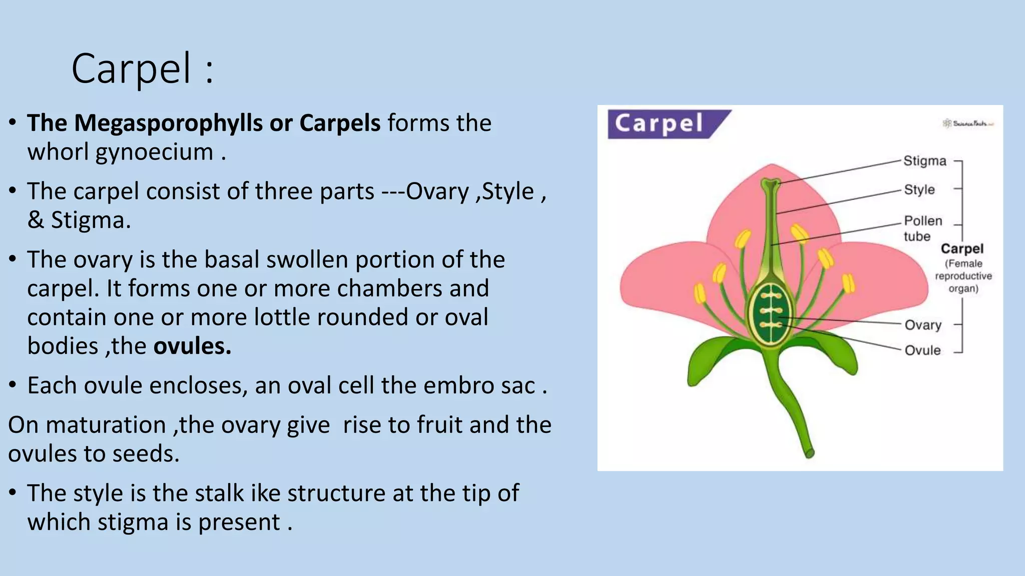 PLANT SYSTEMATICS.pptx