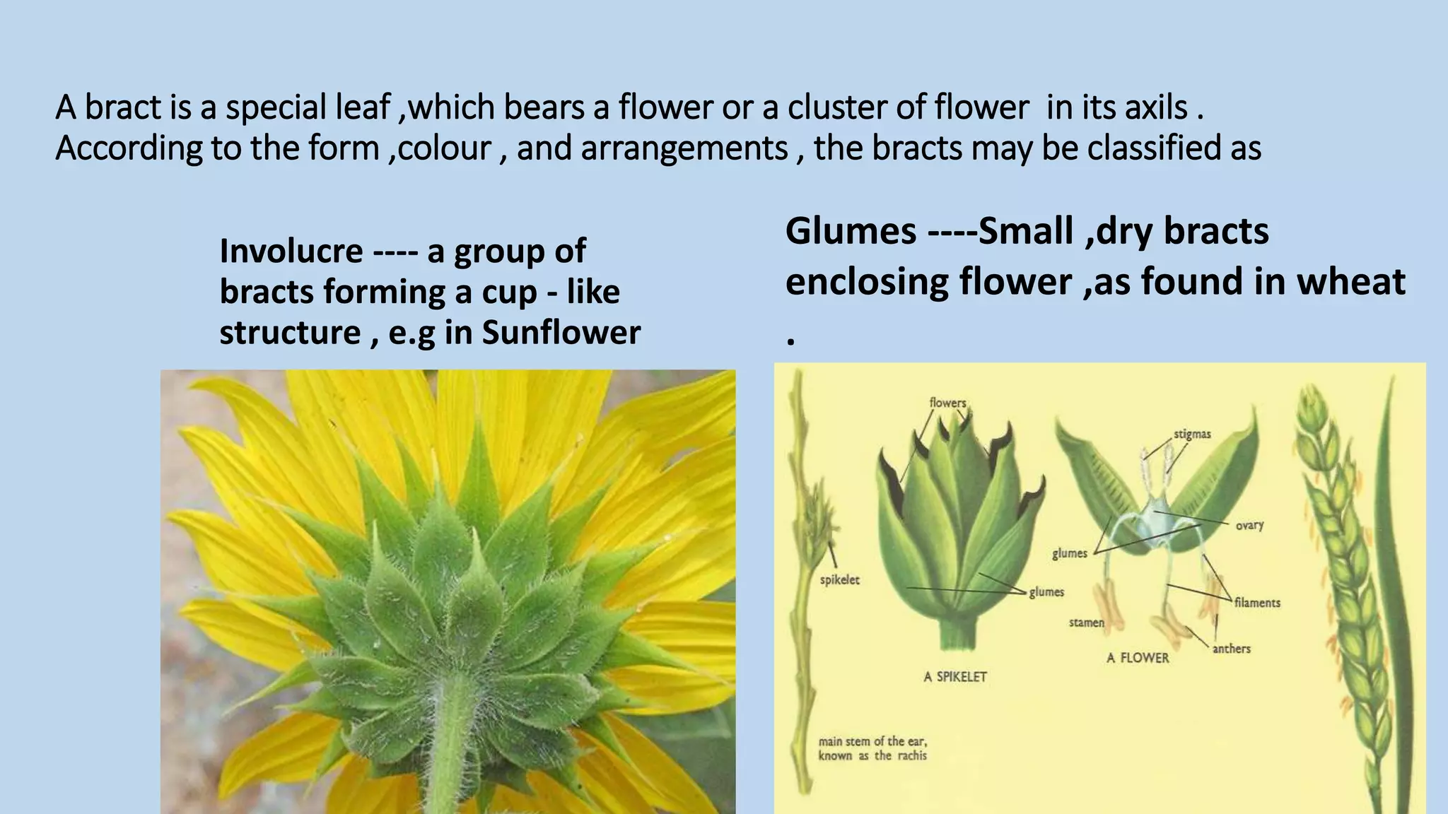 PLANT SYSTEMATICS.pptx