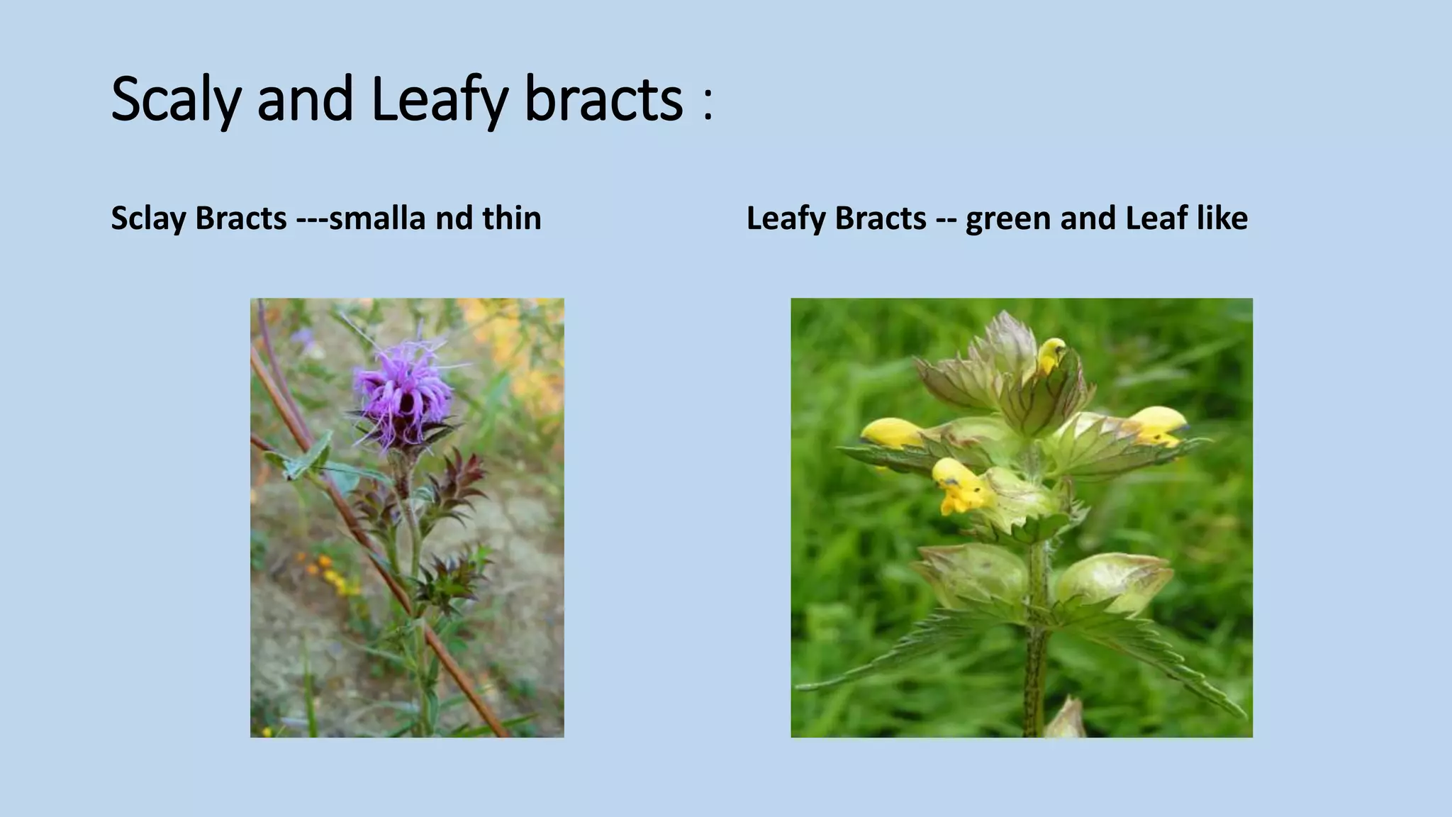 PLANT SYSTEMATICS.pptx