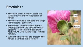 PLANT SYSTEMATICS.pptx
