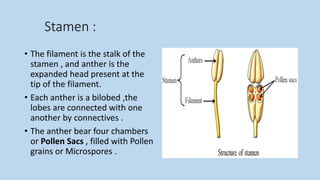 PLANT SYSTEMATICS.pptx