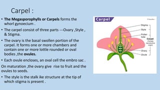 PLANT SYSTEMATICS.pptx