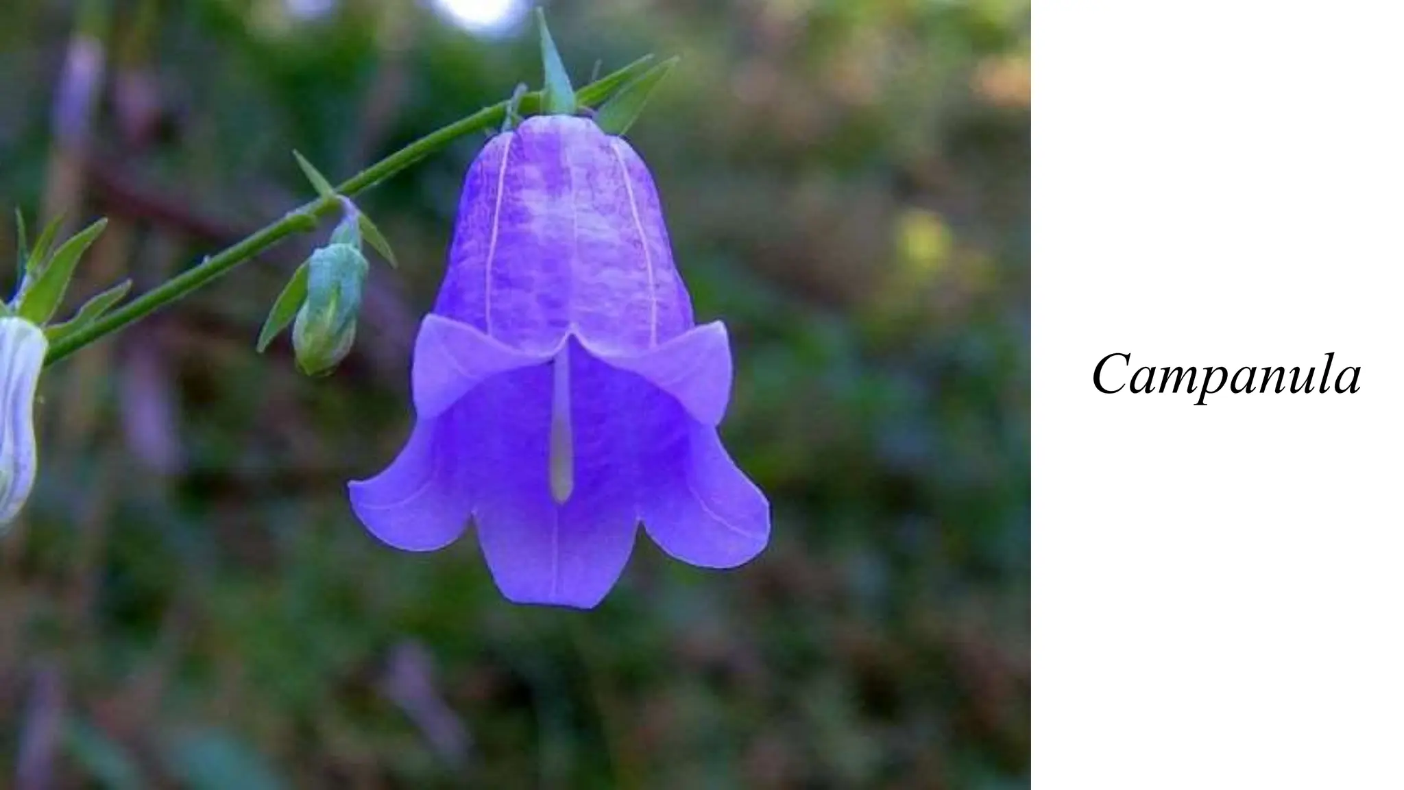 plant taxonomy (Corolla) .pptx