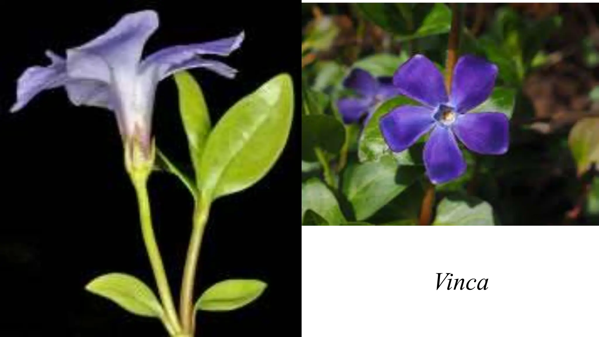 plant taxonomy (Corolla) .pptx